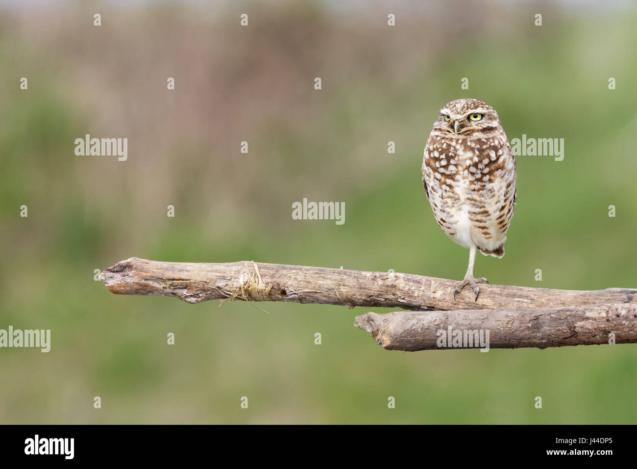 Burrowing Owl at Vancouver BC Canada, Apr. 2017 Stock Photo - Alamy