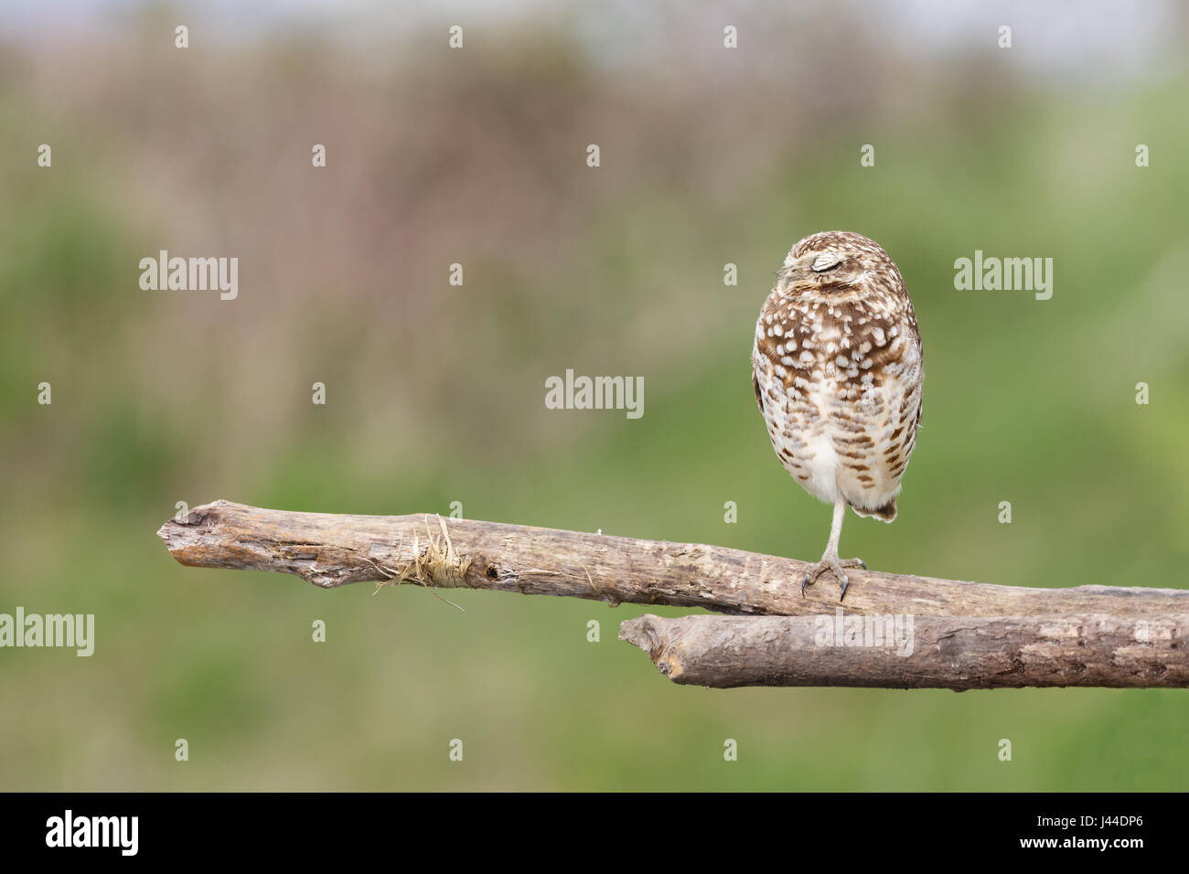 Burrowing Owl at Vancouver BC Canada, Apr. 2017 Stock Photo - Alamy