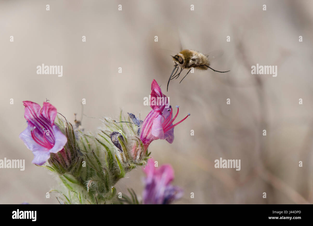 Insect with long nose hi-res stock photography and images - Alamy