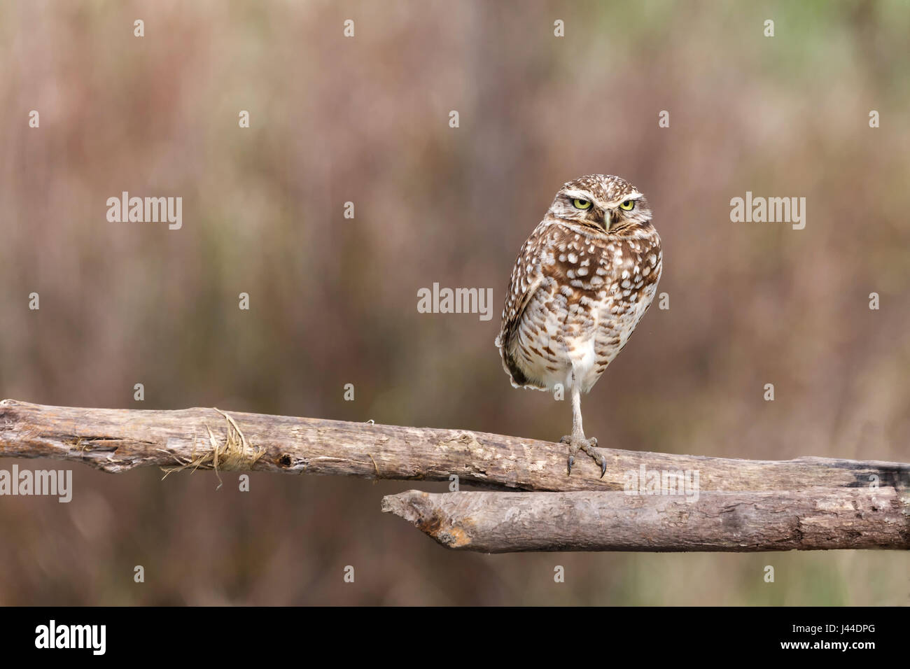 Burrowing Owl at Vancouver BC Canada, Apr. 2017 Stock Photo - Alamy
