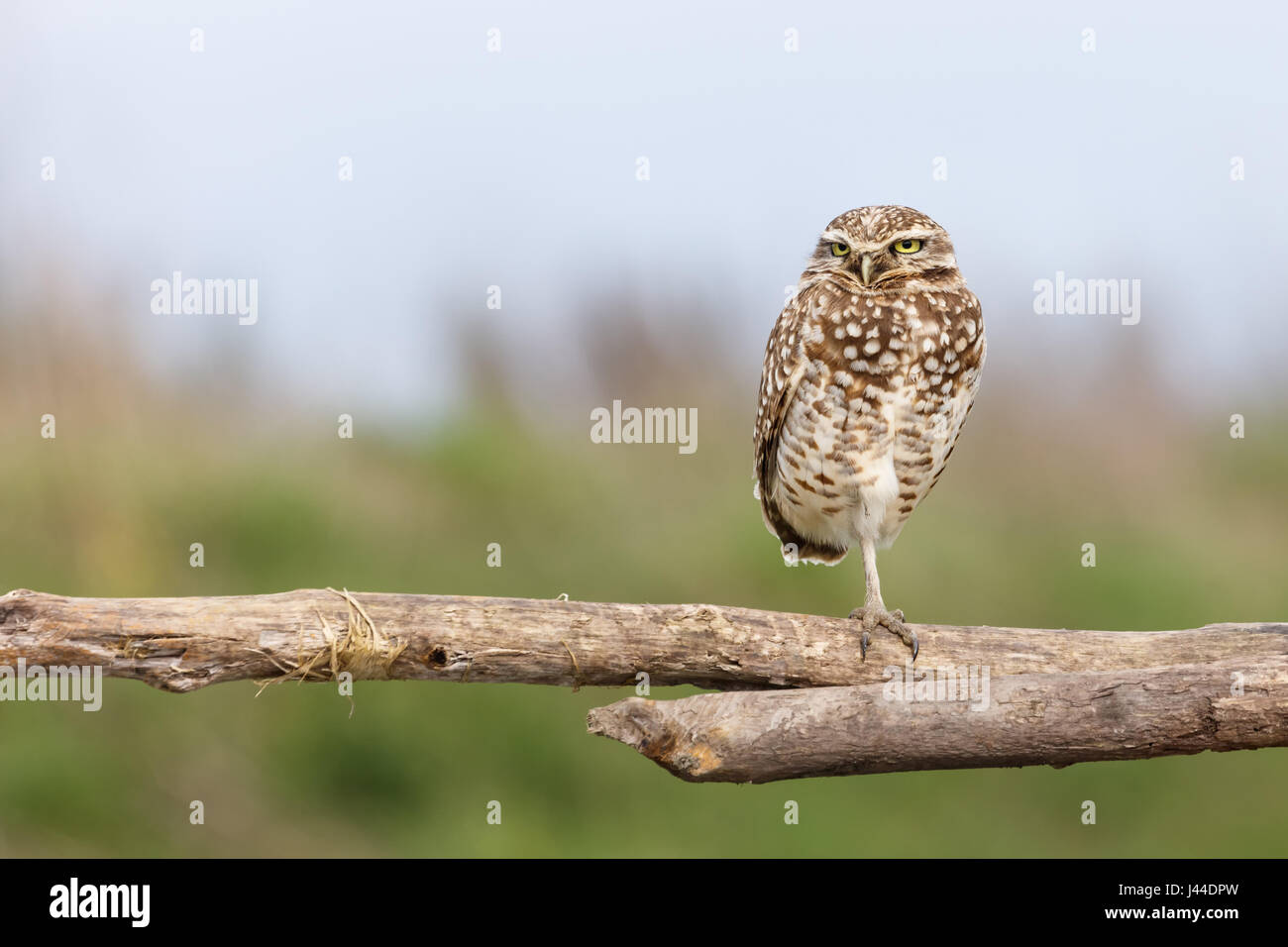 Burrowing Owl at Vancouver BC Canada, Apr. 2017 Stock Photo - Alamy