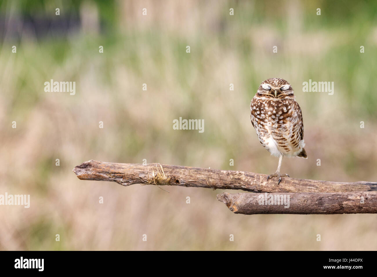 Burrowing Owl at Vancouver BC Canada, Apr. 2017 Stock Photo - Alamy