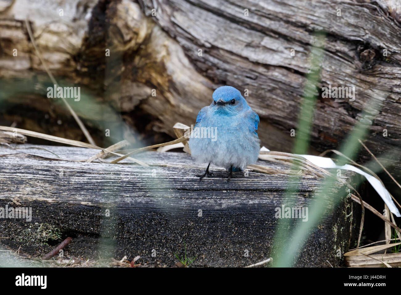 Male mountain bluebird at Vancouver BC Canada Stock Photo - Alamy