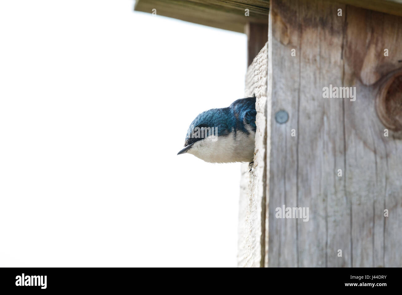 Tree Swallow on a nest box at Richmond BC Canada Stock Photo - Alamy