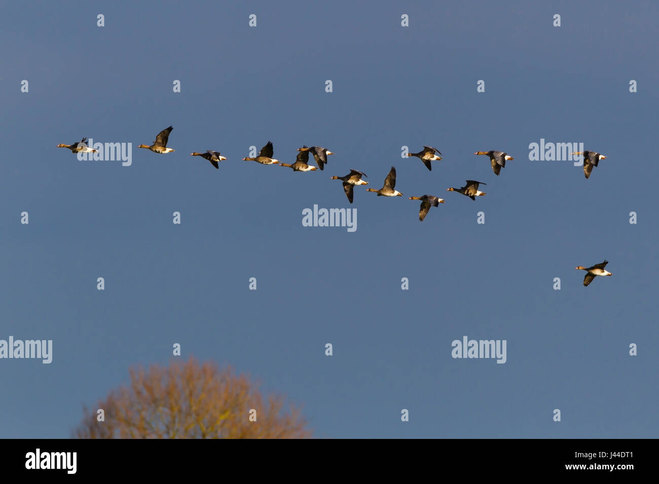 Geese in flight hi-res stock photography and images - Alamy