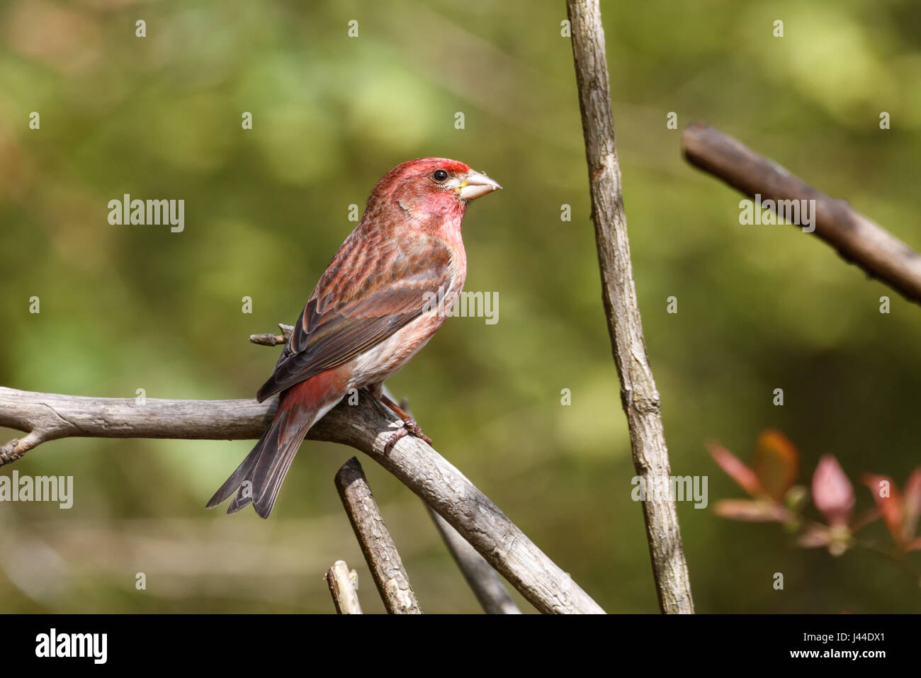 Male Purple finch at Richmond BC Canada Stock Photo - Alamy