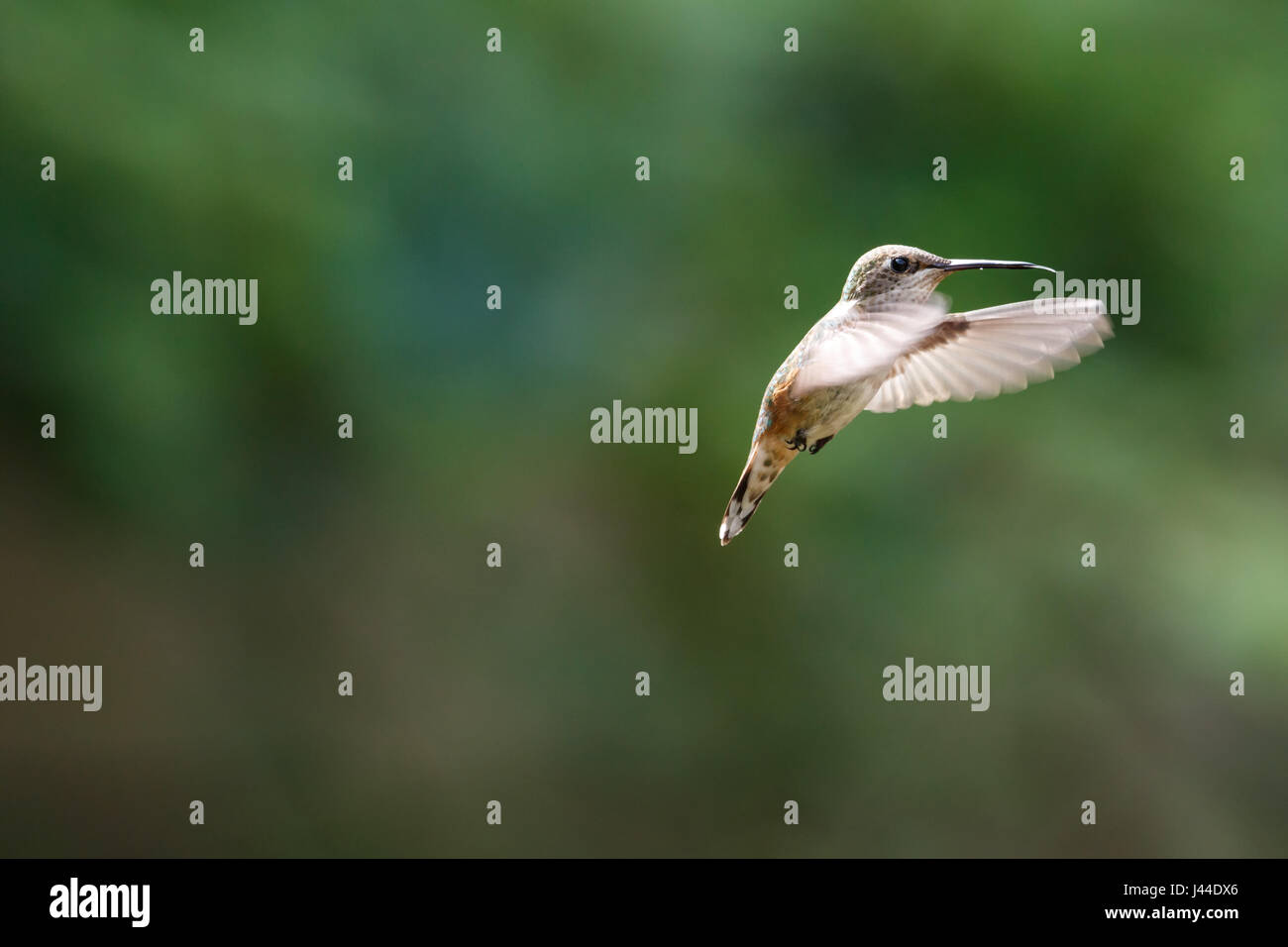 flying rufous hummingbird at Richmond BC Canada Stock Photo - Alamy