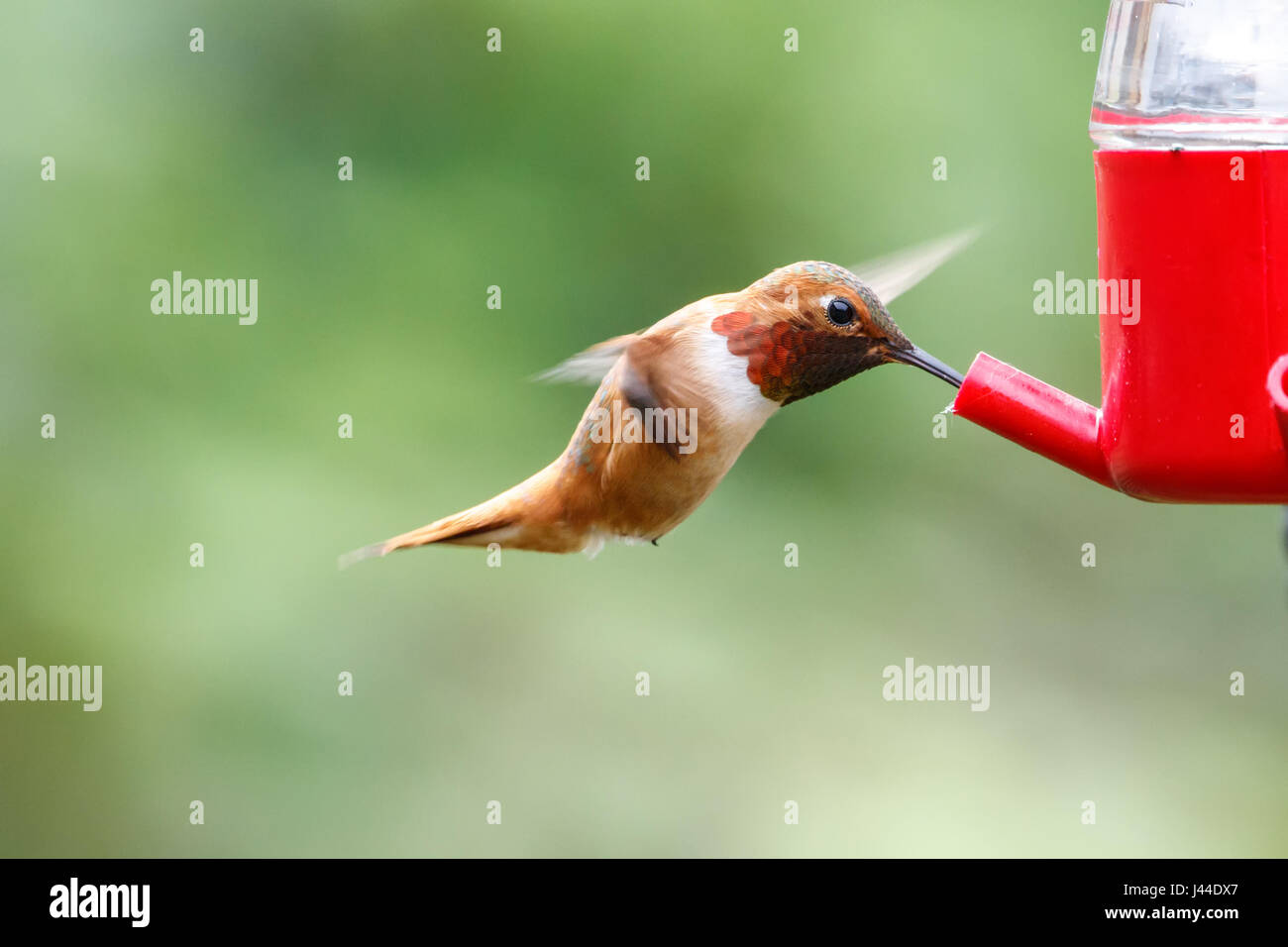 flying rufous hummingbird at Richmond BC Canada Stock Photo - Alamy