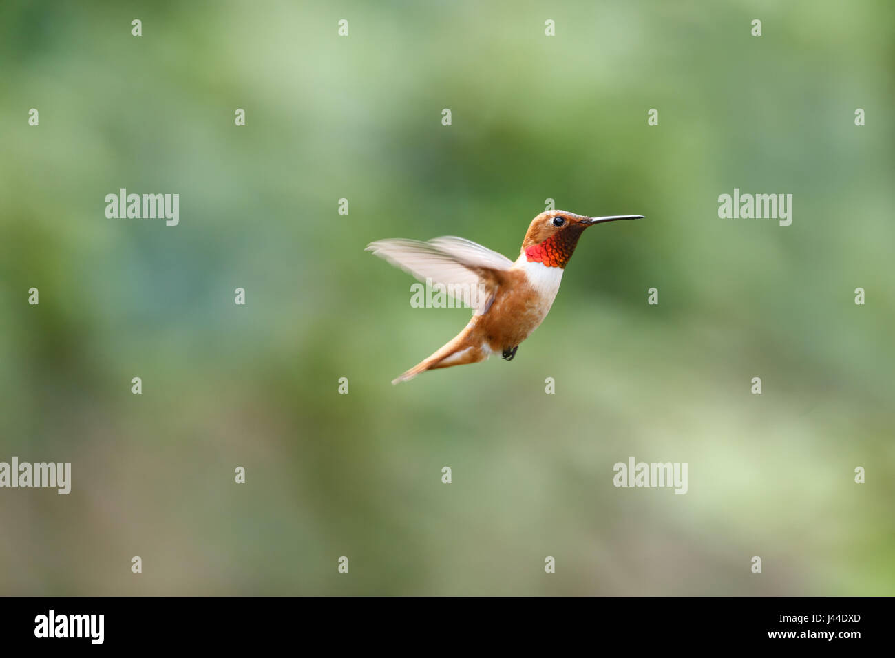 flying rufous hummingbird at Richmond BC Canada Stock Photo - Alamy