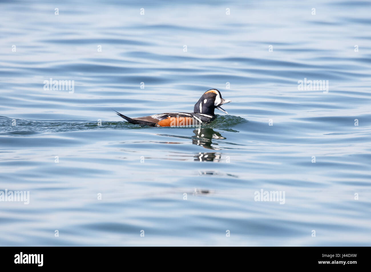 Harlequin Duck (Histrionicus hitrionicus) male swimming, Point Roberts ...
