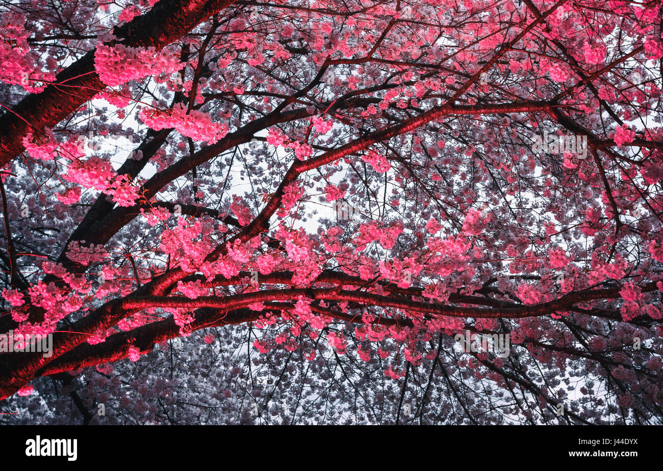 Red cherry blossom tree hi-res stock photography and images - Alamy