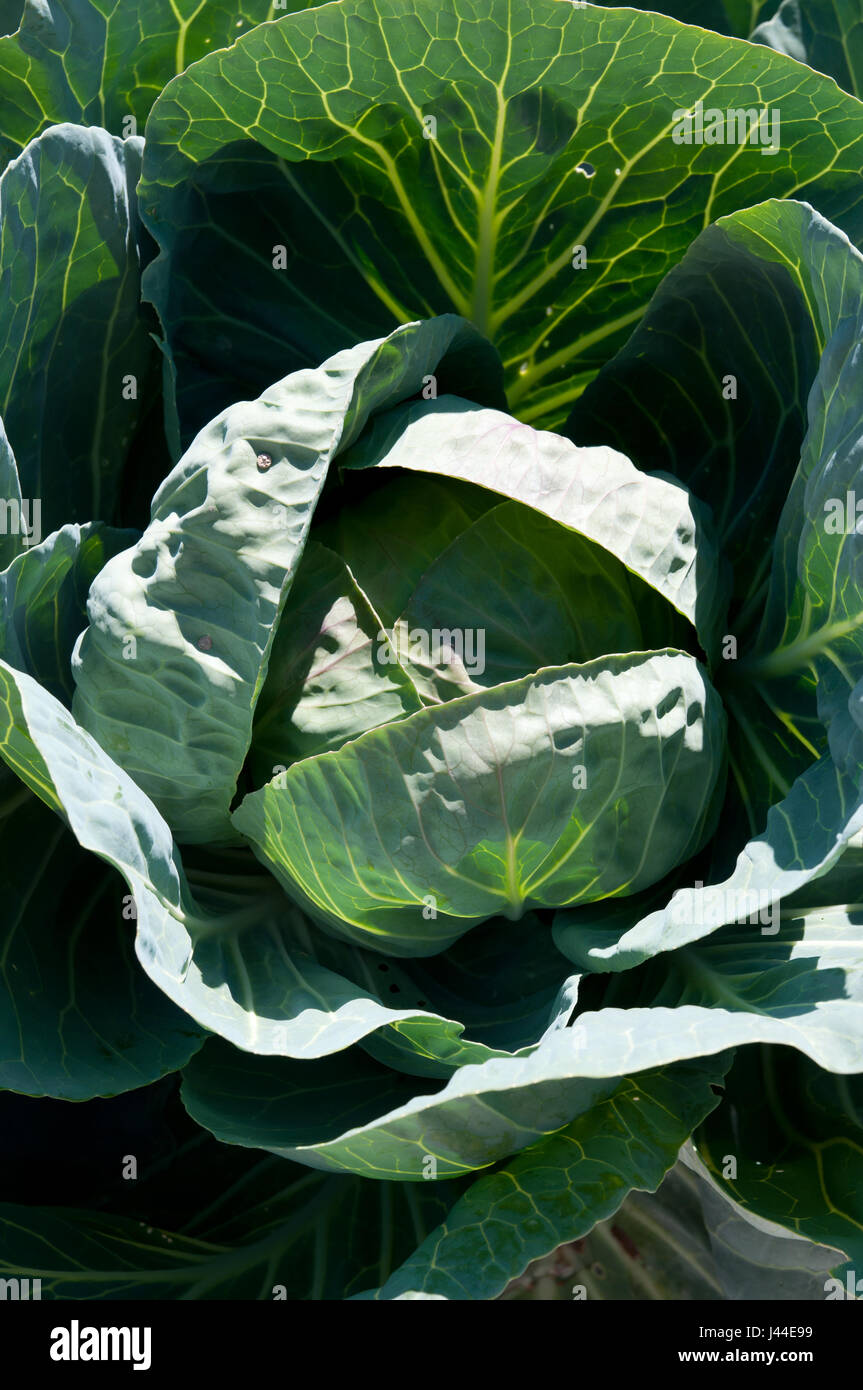 Cabbage head plant hi-res stock photography and images - Alamy