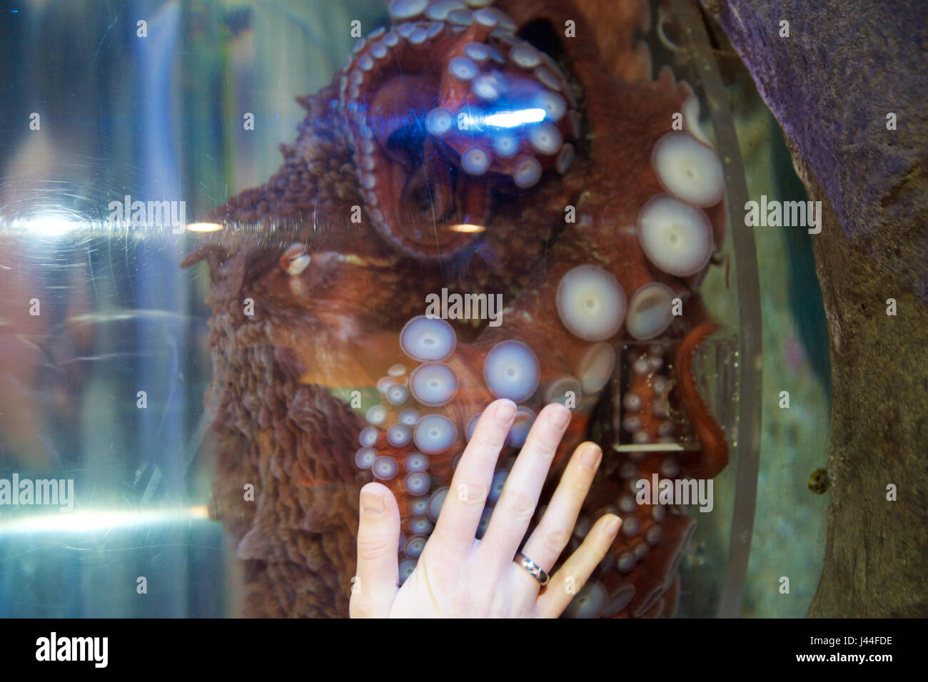 Octopus Octopus Vulgaris Aquarium High Resolution Stock Photography and ...