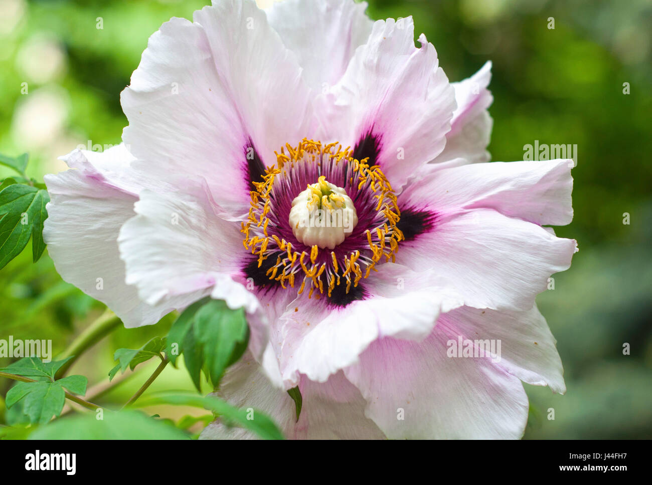 Beautiful white pink japanese hi-res stock photography and images - Alamy