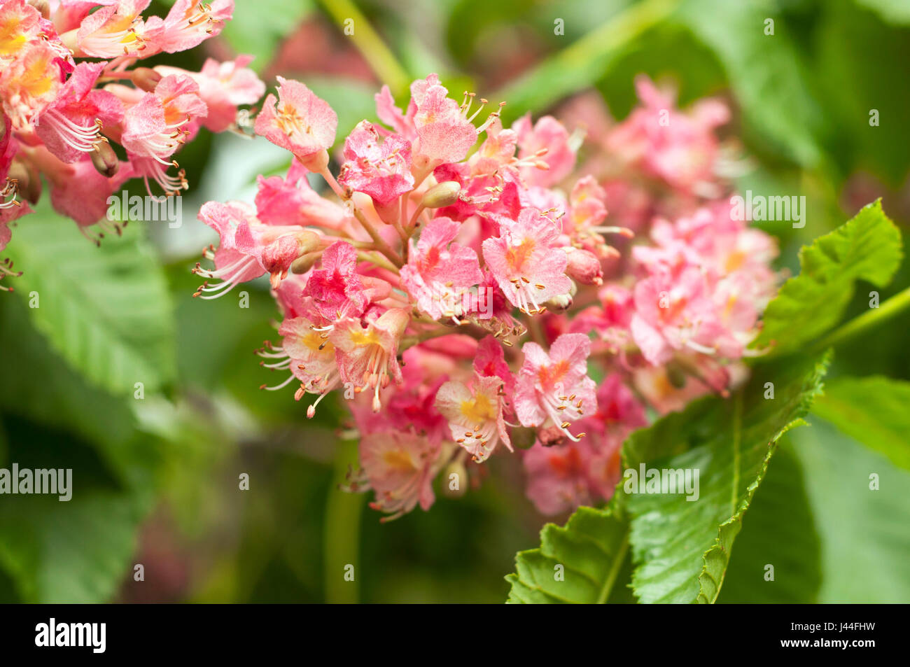 Pink chestnut tree blossoms. Selective focus Stock Photo - Alamy
