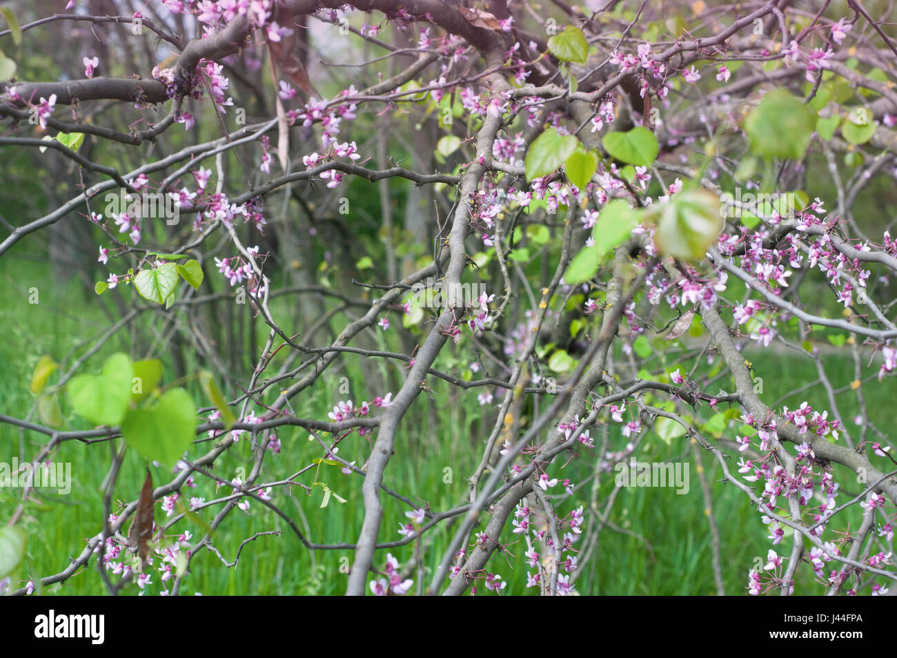 Blooming branches with little pink flowers Stock Photo - Alamy