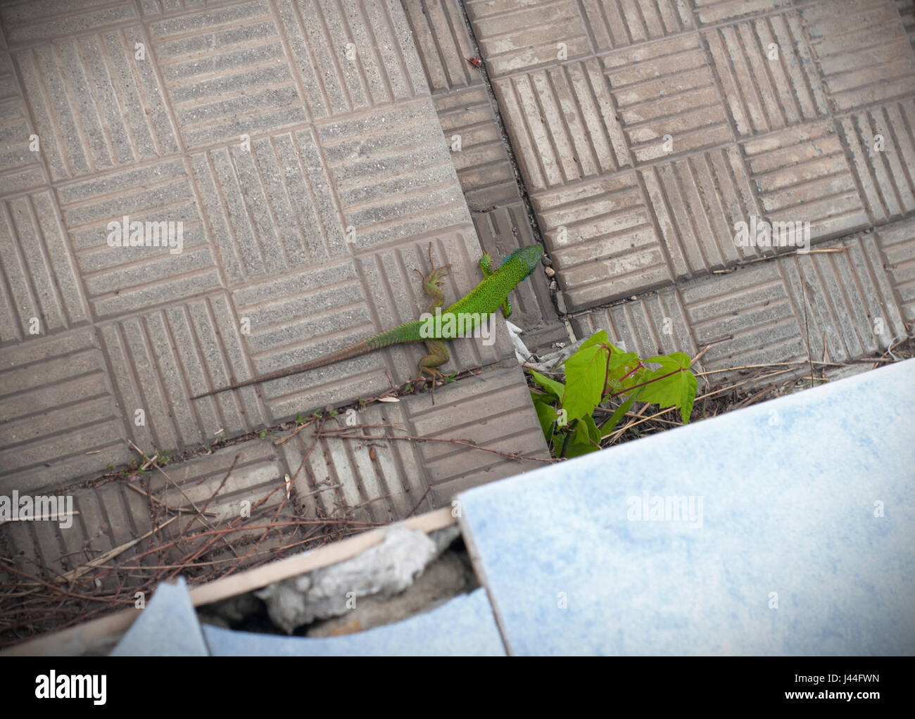 Colorful lizard runs scared Stock Photo - Alamy
