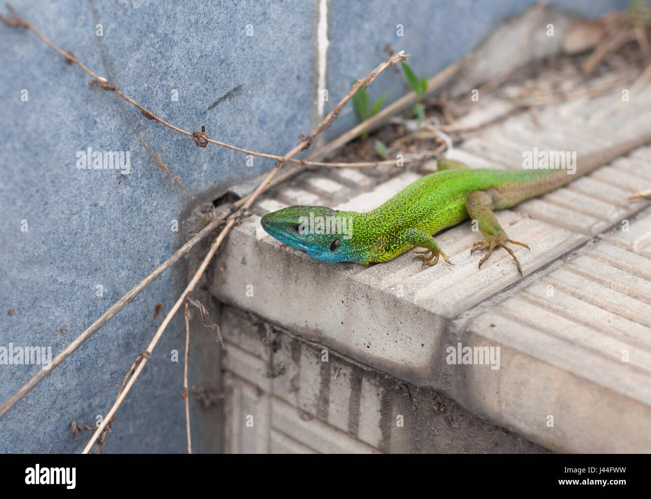 Colorful lizard stays on the stairs Stock Photo - Alamy