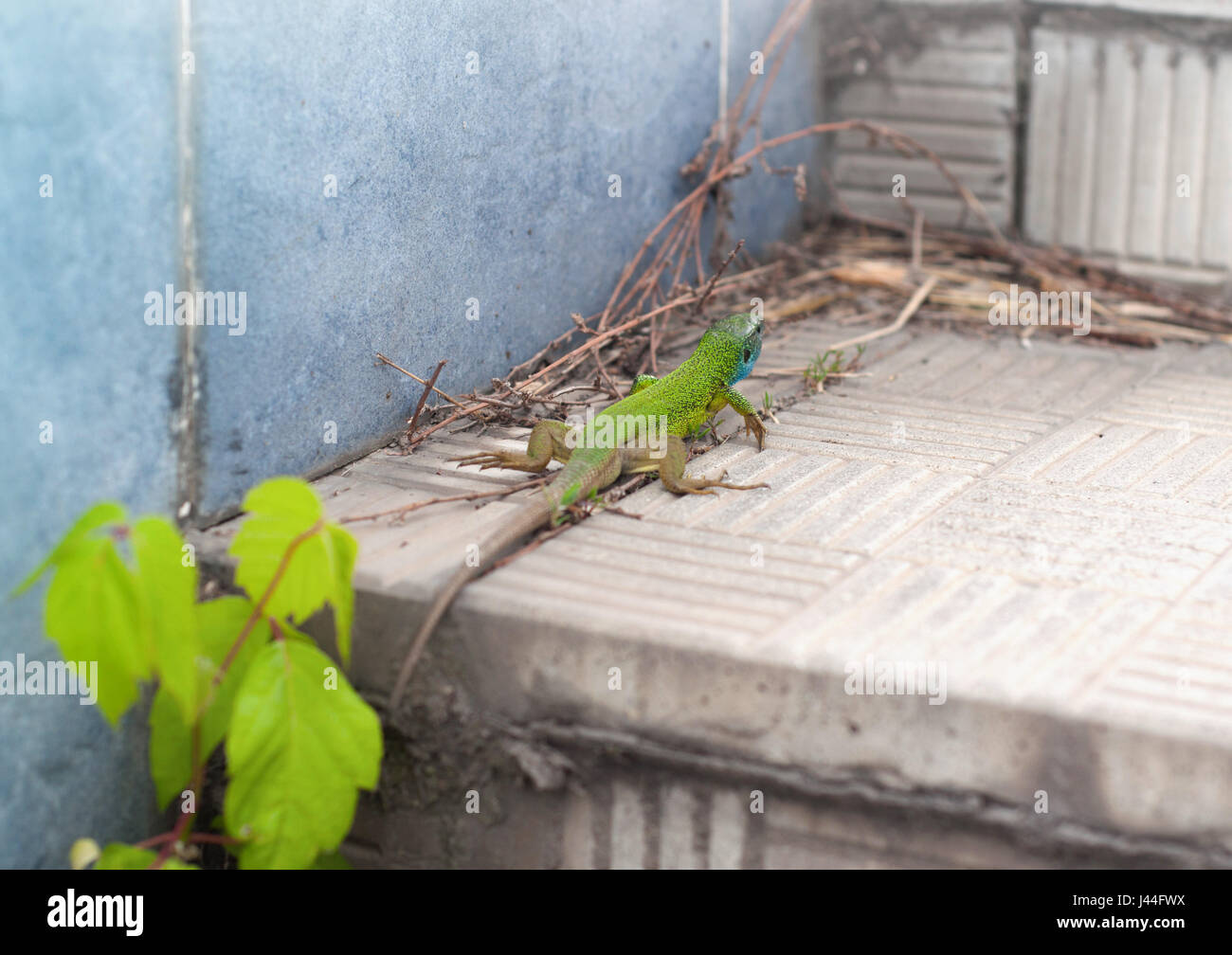 Colorful lizard runs scared Stock Photo - Alamy