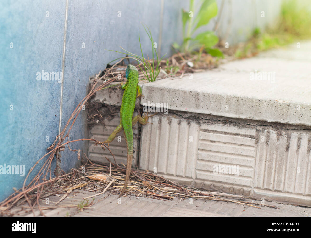 Colorful lizard runs scared Stock Photo - Alamy