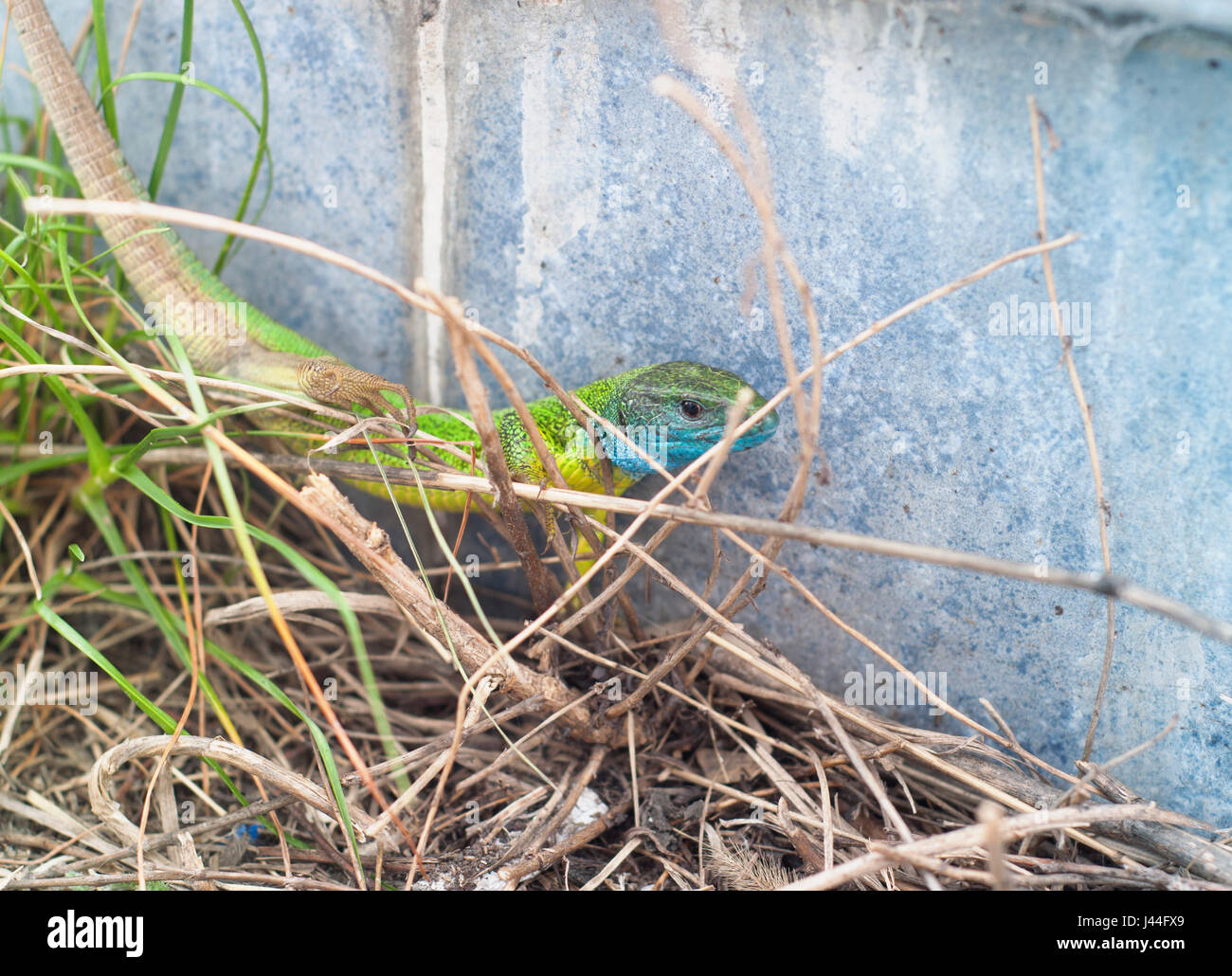 Colorful lizard gets scared in the bush Stock Photo - Alamy