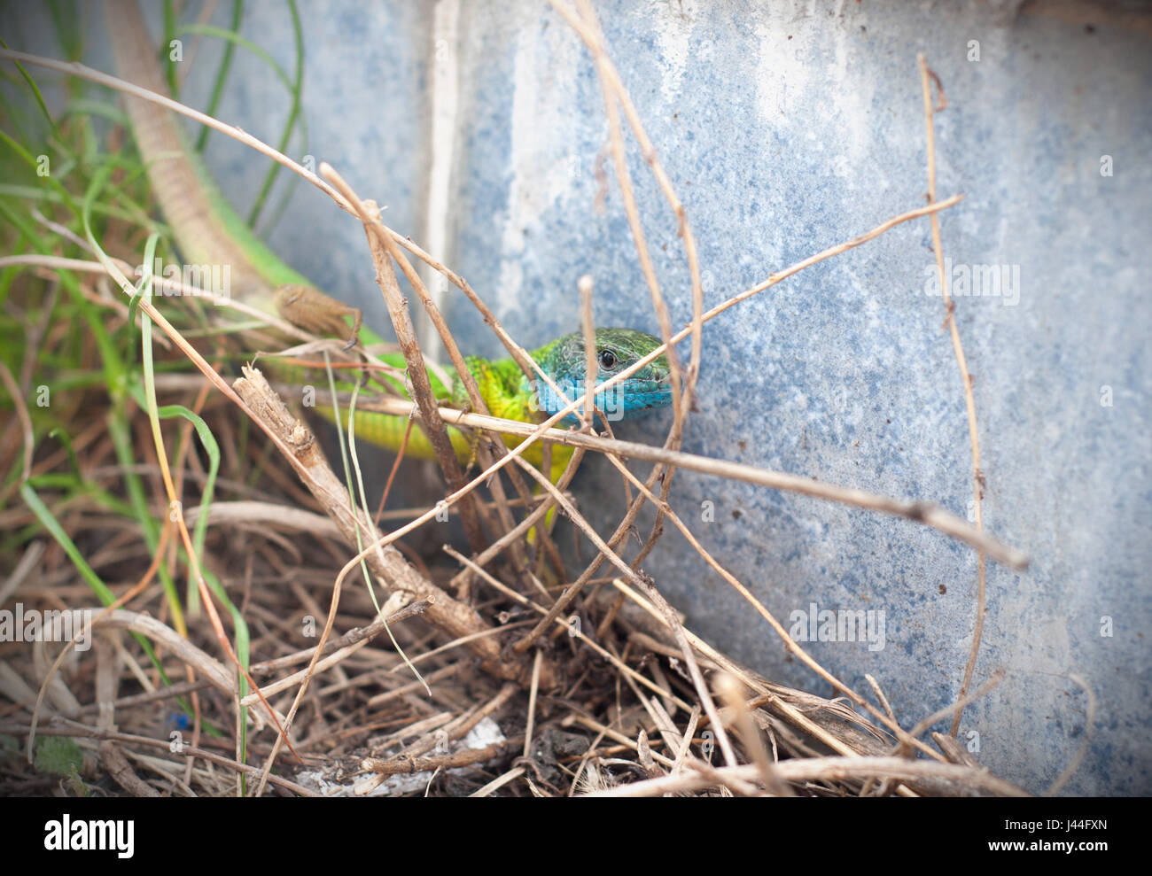 Colorful lizard gets scared in the bush Stock Photo - Alamy