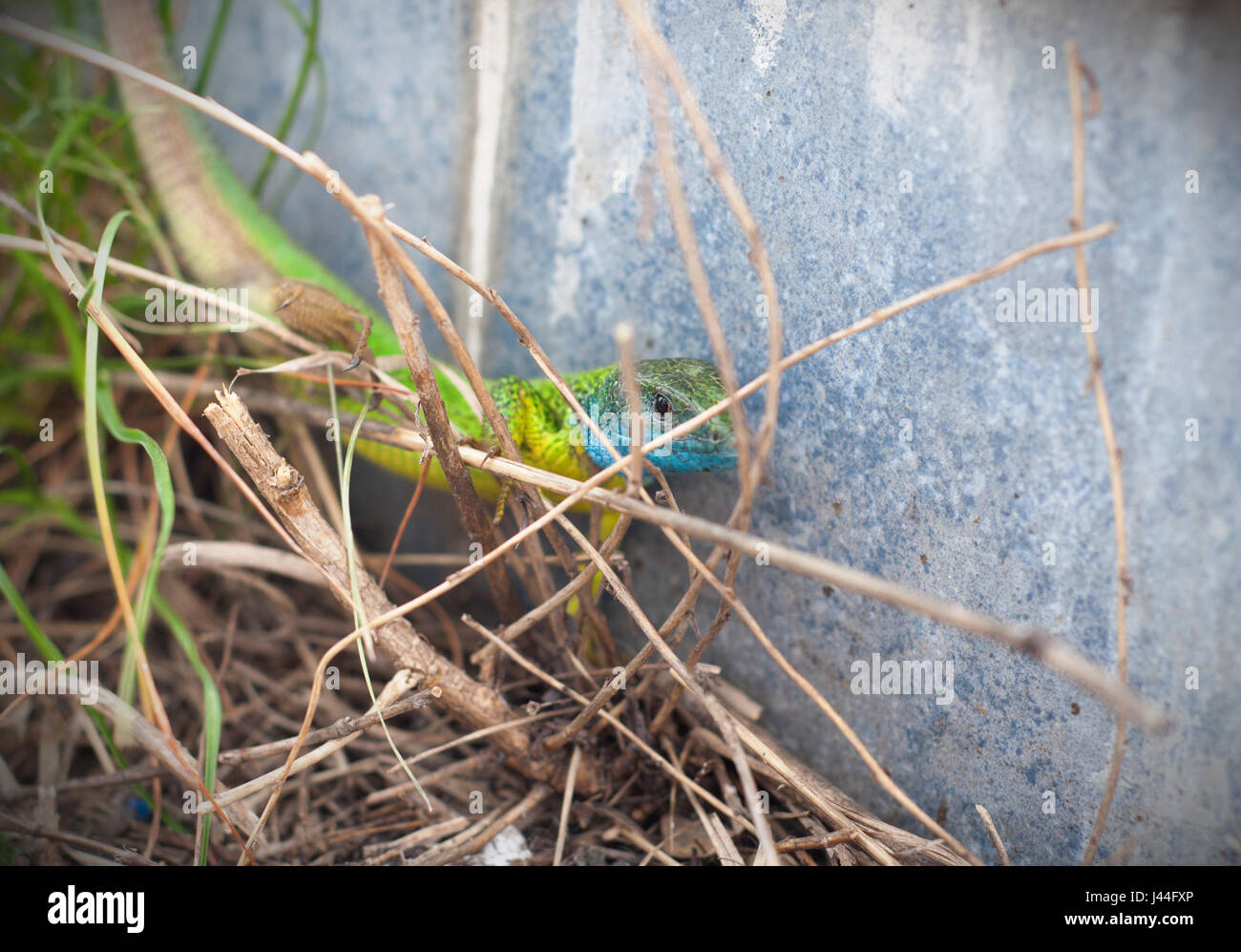 Colorful lizard gets scared in the bush Stock Photo - Alamy
