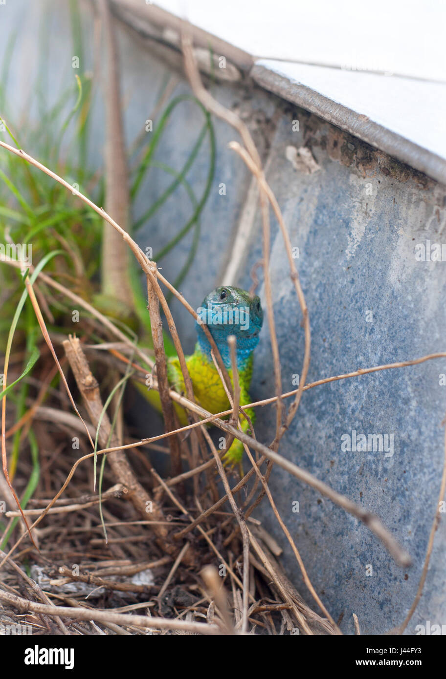 Colorful lizard gets scared in the bush Stock Photo - Alamy