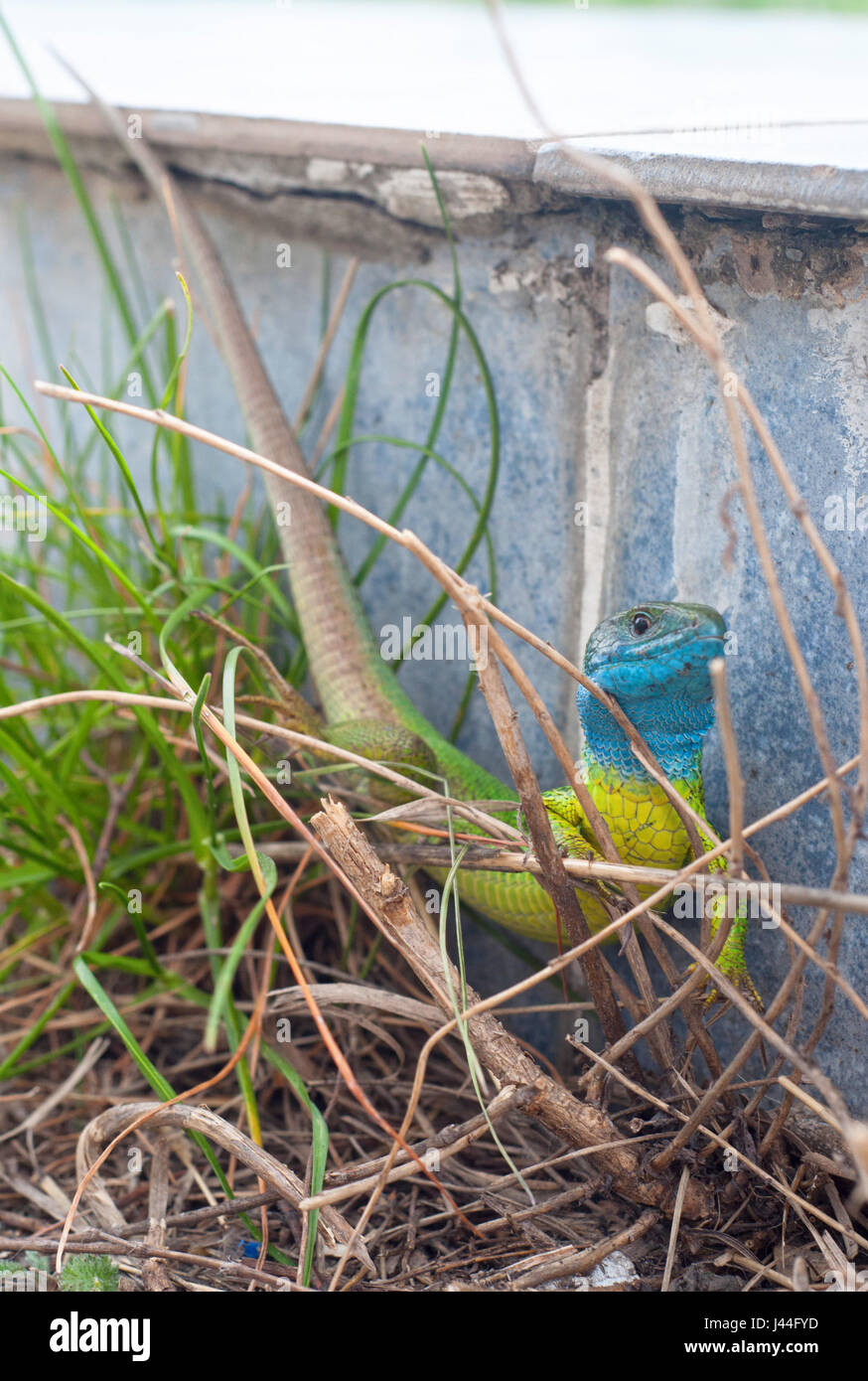 Colorful lizard gets scared in the bush Stock Photo - Alamy
