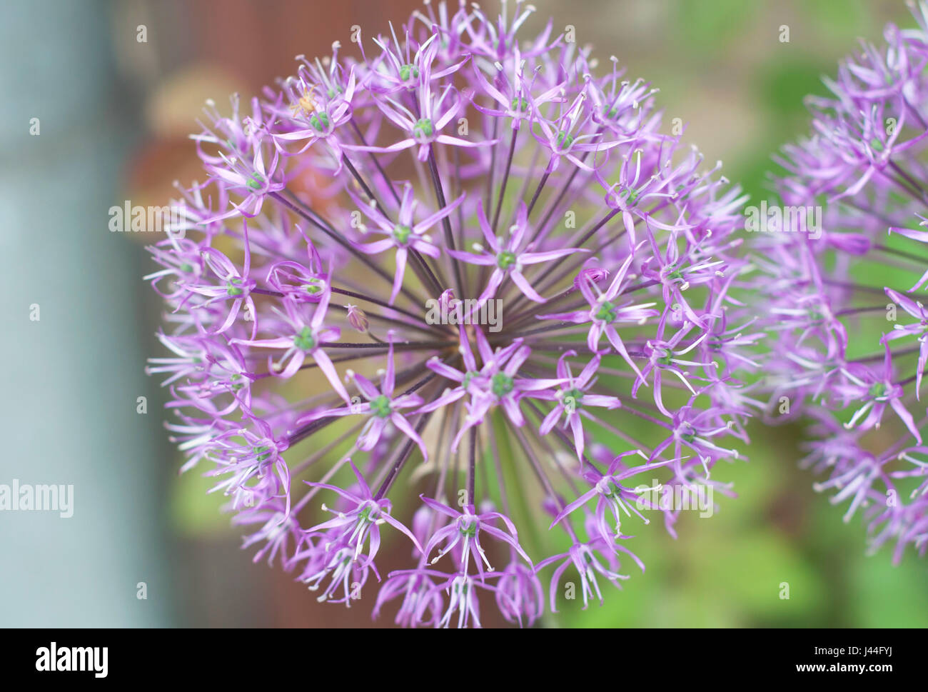 A beautiful Allium flower Stock Photo - Alamy