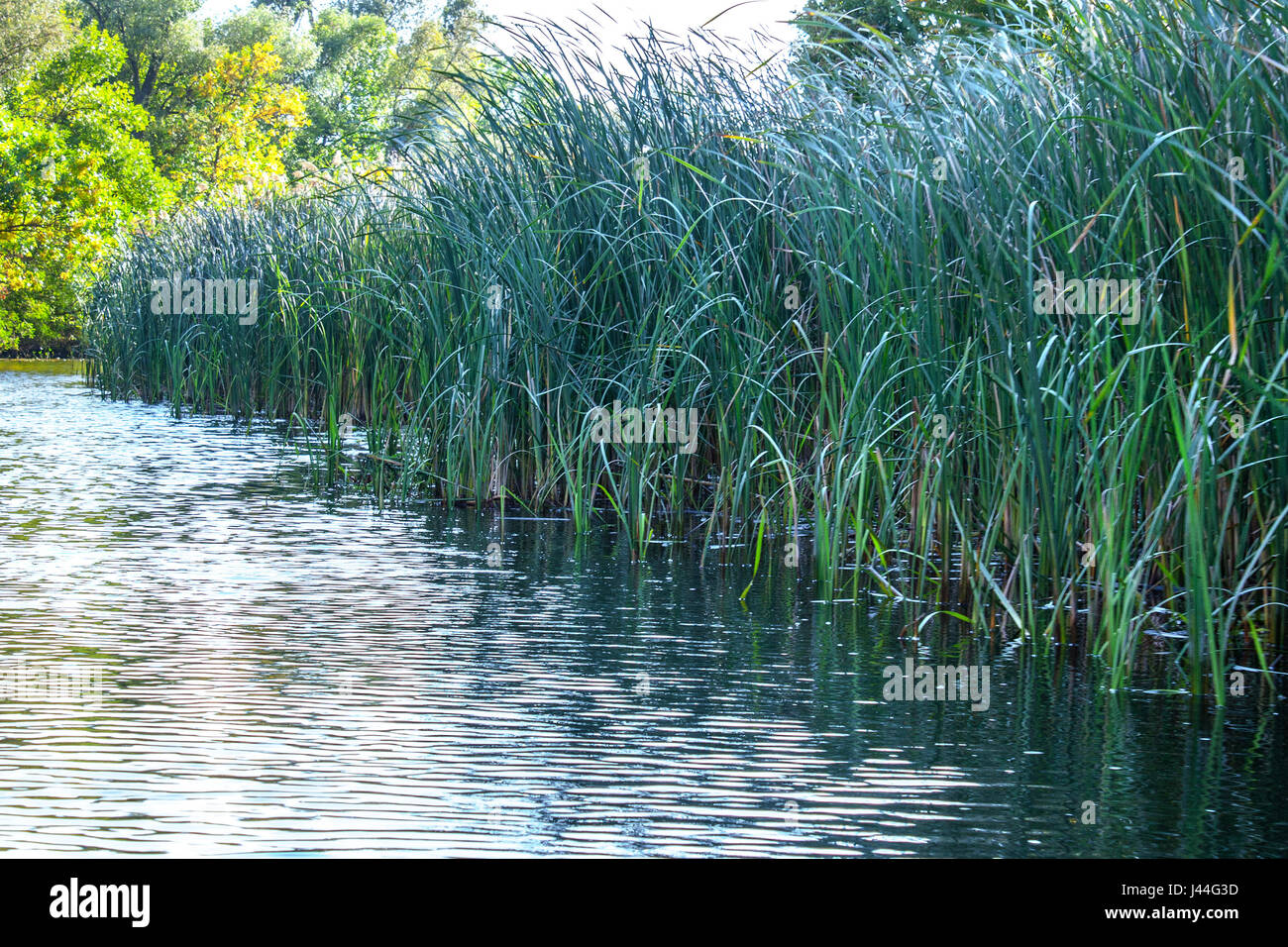 a Landscape image of a small river reedy and old trees Stock Photo - Alamy