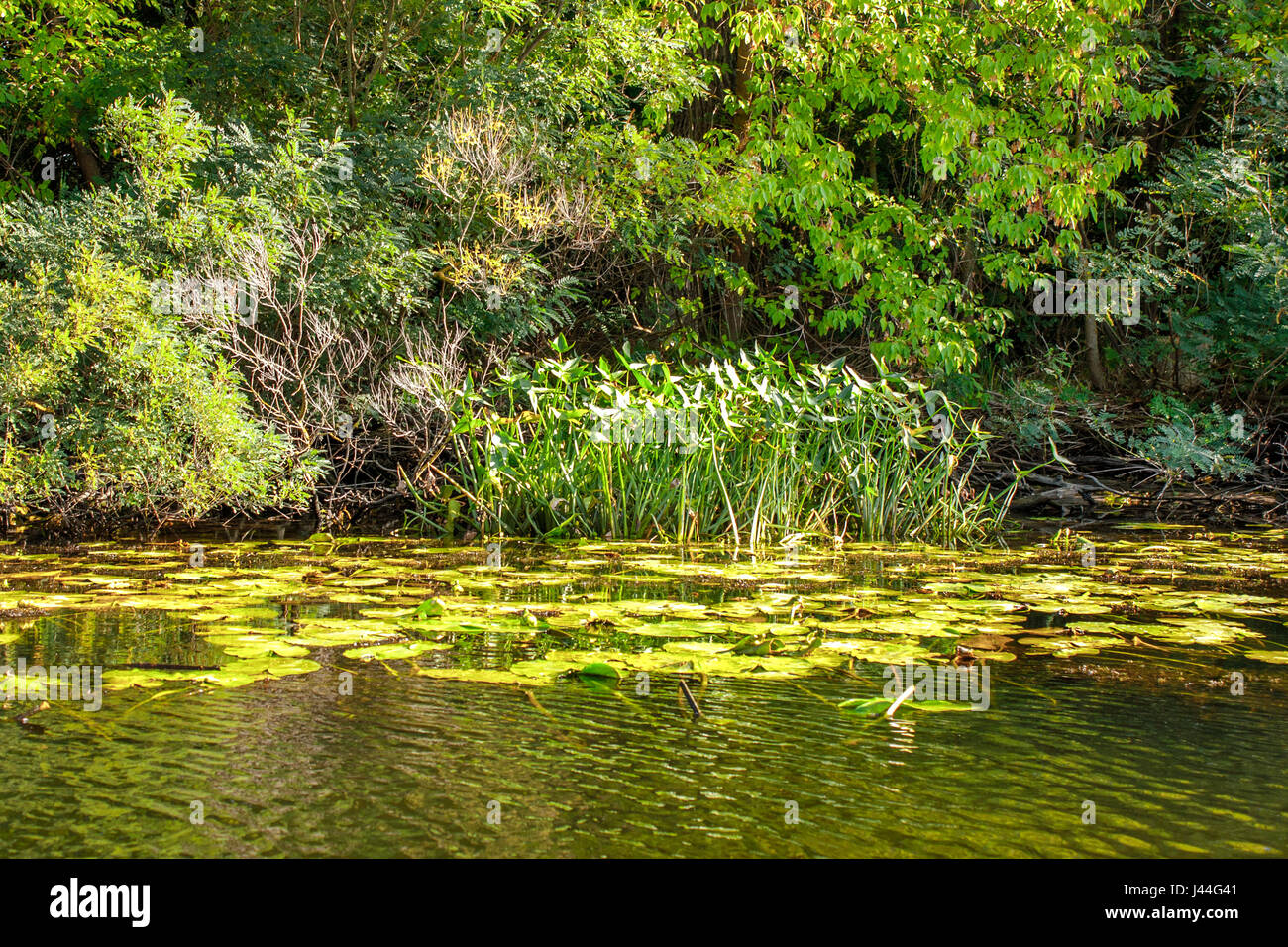a Landscape image of a small river reedy and old trees Stock Photo - Alamy