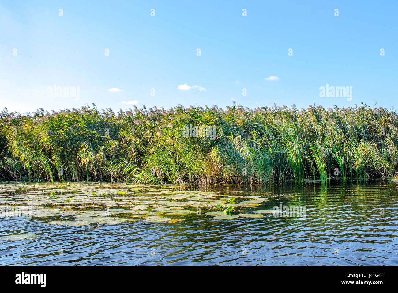 a Landscape image of a small river reedy and old trees Stock Photo - Alamy