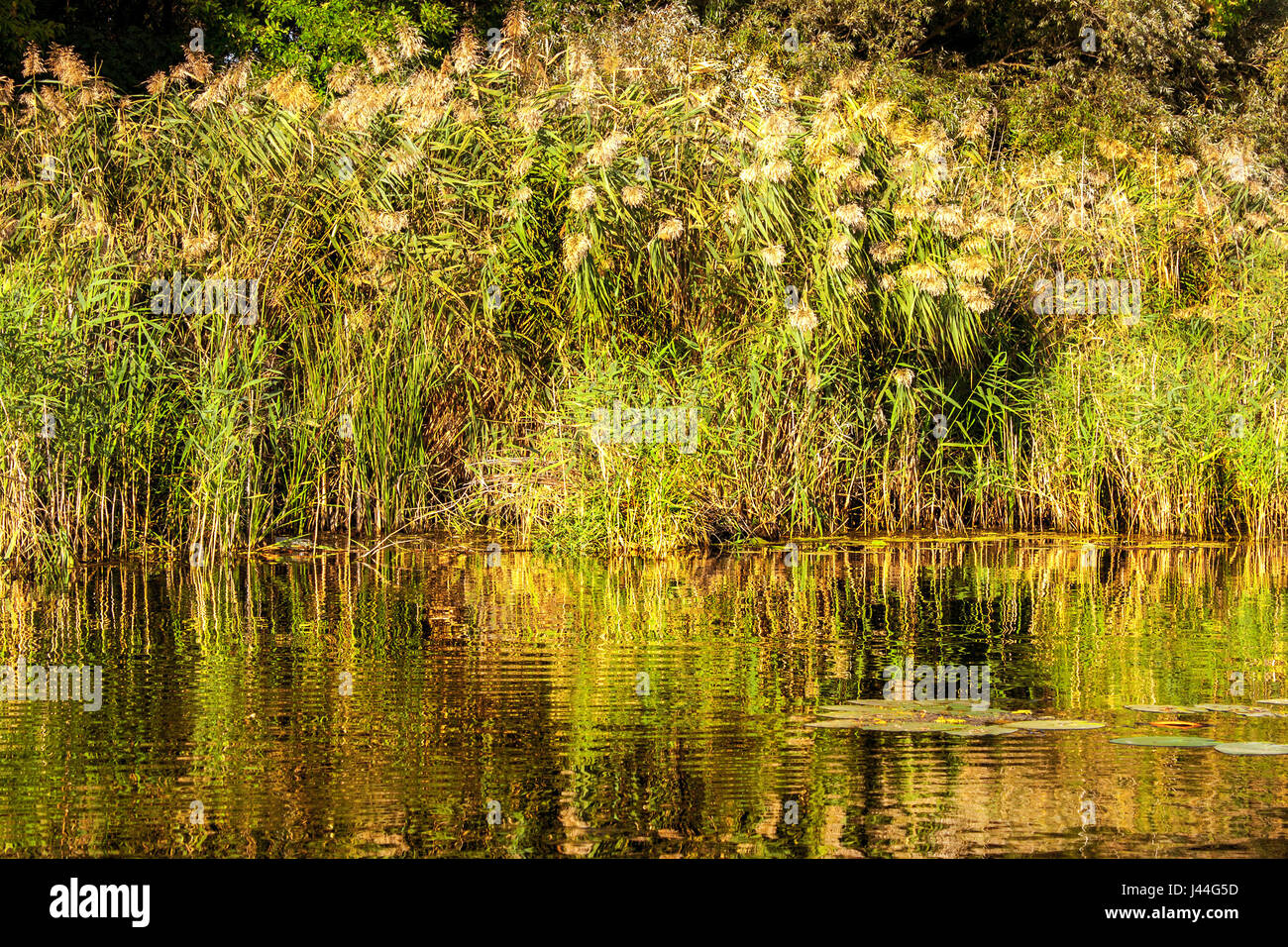 a Landscape image of a small river reedy and old trees Stock Photo - Alamy