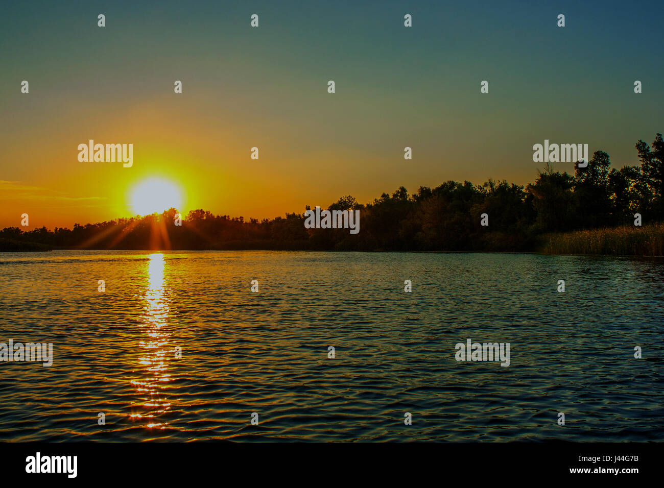 image sunset on the big river reeds covered with Stock Photo - Alamy