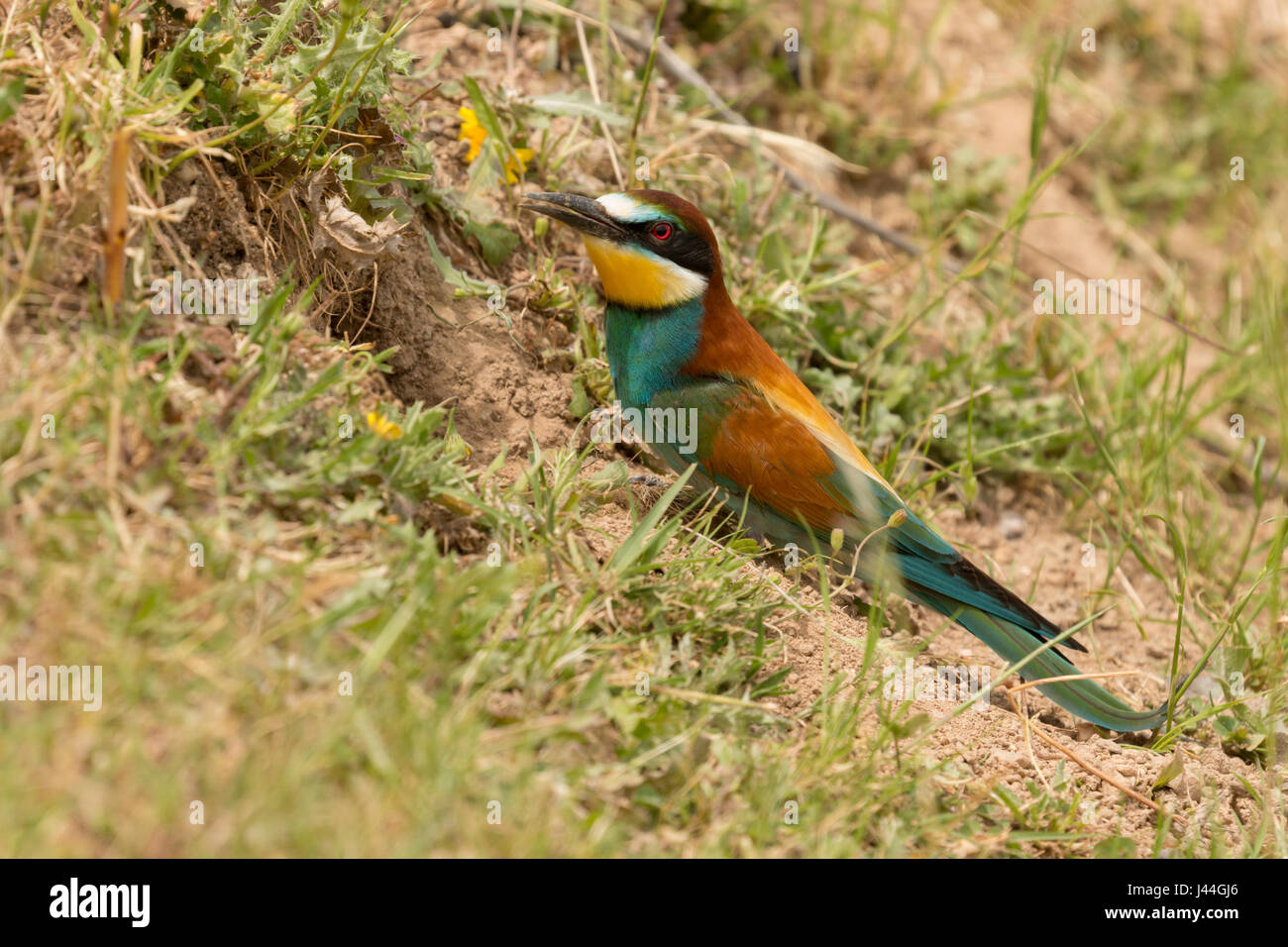 Beautiful bird with a nice plumage doing the nest in the soil Stock ...