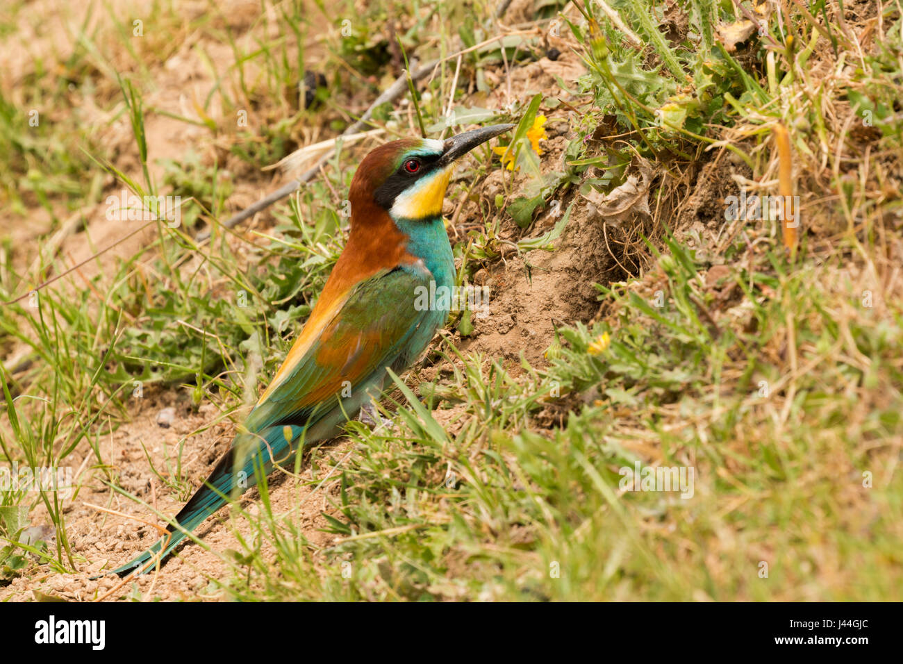 Beautiful bird with a nice plumage doing the nest in the soil Stock ...