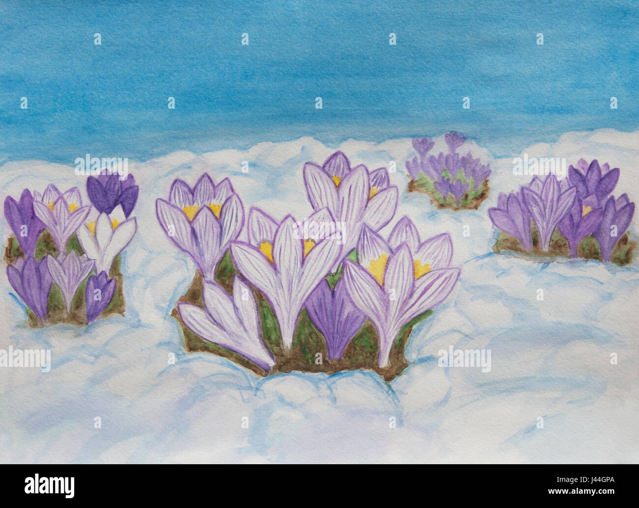 Crocuses first spring flowers in snow, illustration painting watercolor ...