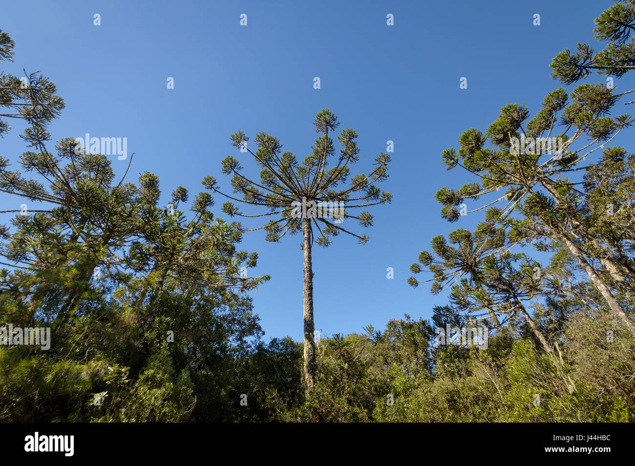 Brazilian pine tree hi-res stock photography and images - Alamy
