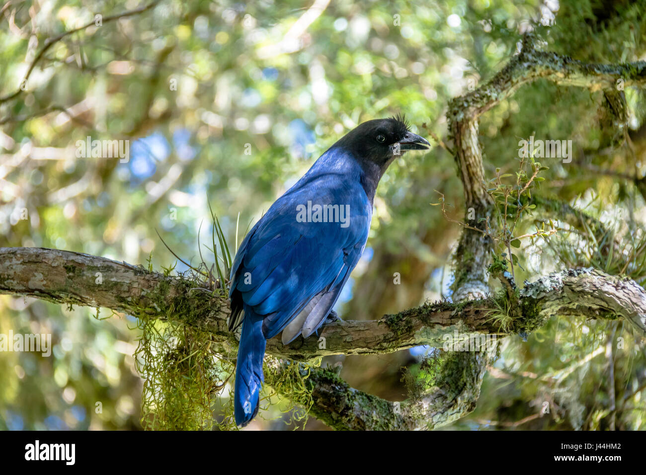 Azure Jay or Gralha Azul bird (Cyanocorax caeruleus) in Itaimbezinho ...