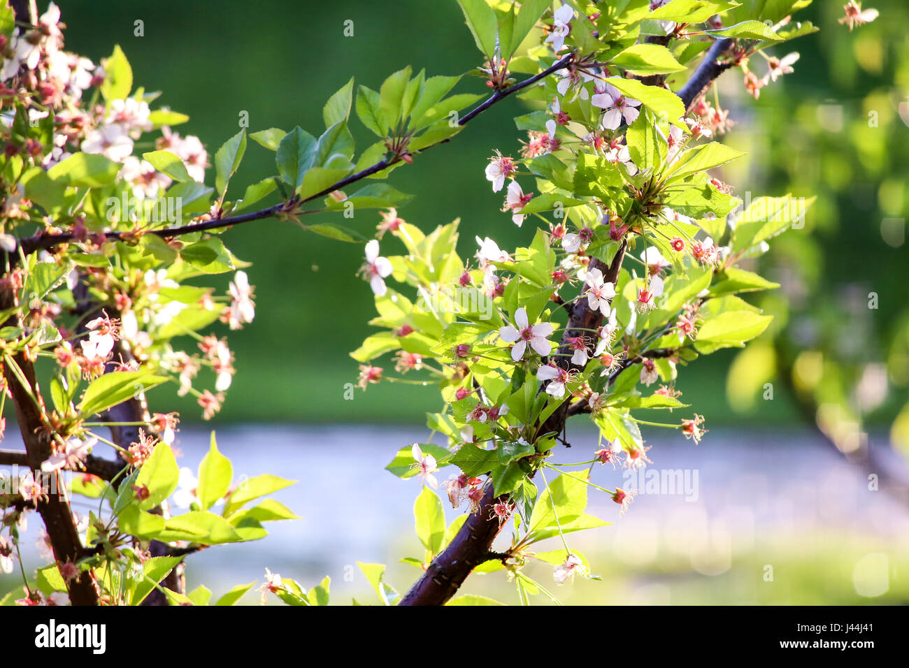 Fruit tree flowers in blossom Stock Photo - Alamy