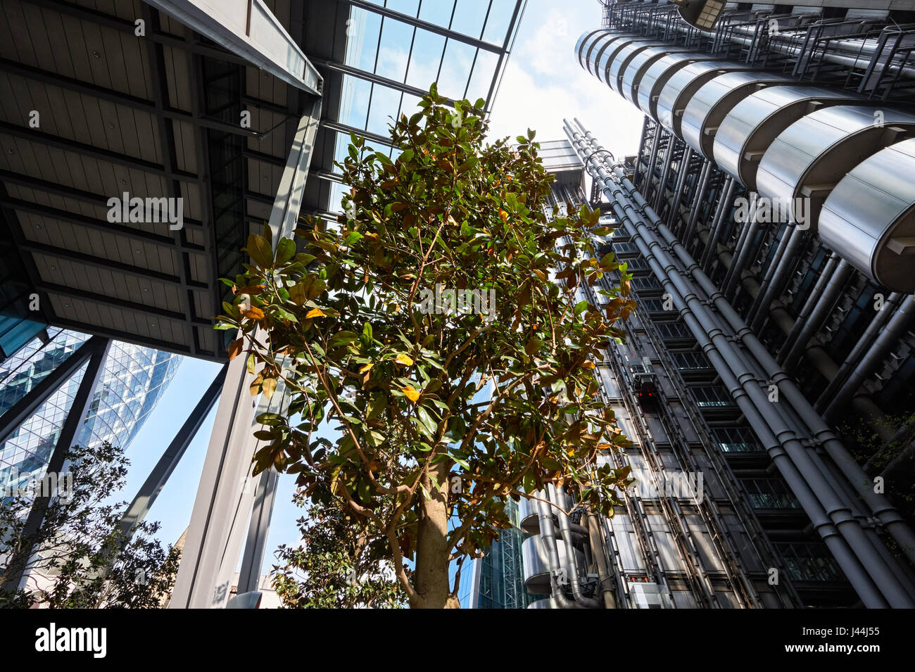 Tree between london buildings hi-res stock photography and images - Alamy