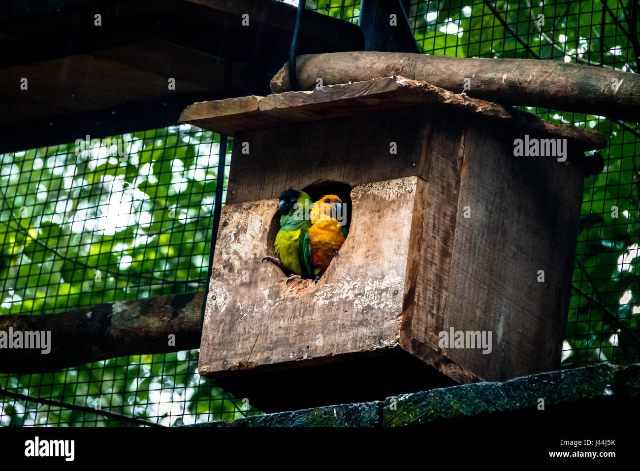 Sun Parakeet and Nanday Parakeet Couple at Parque das Aves - Foz do ...