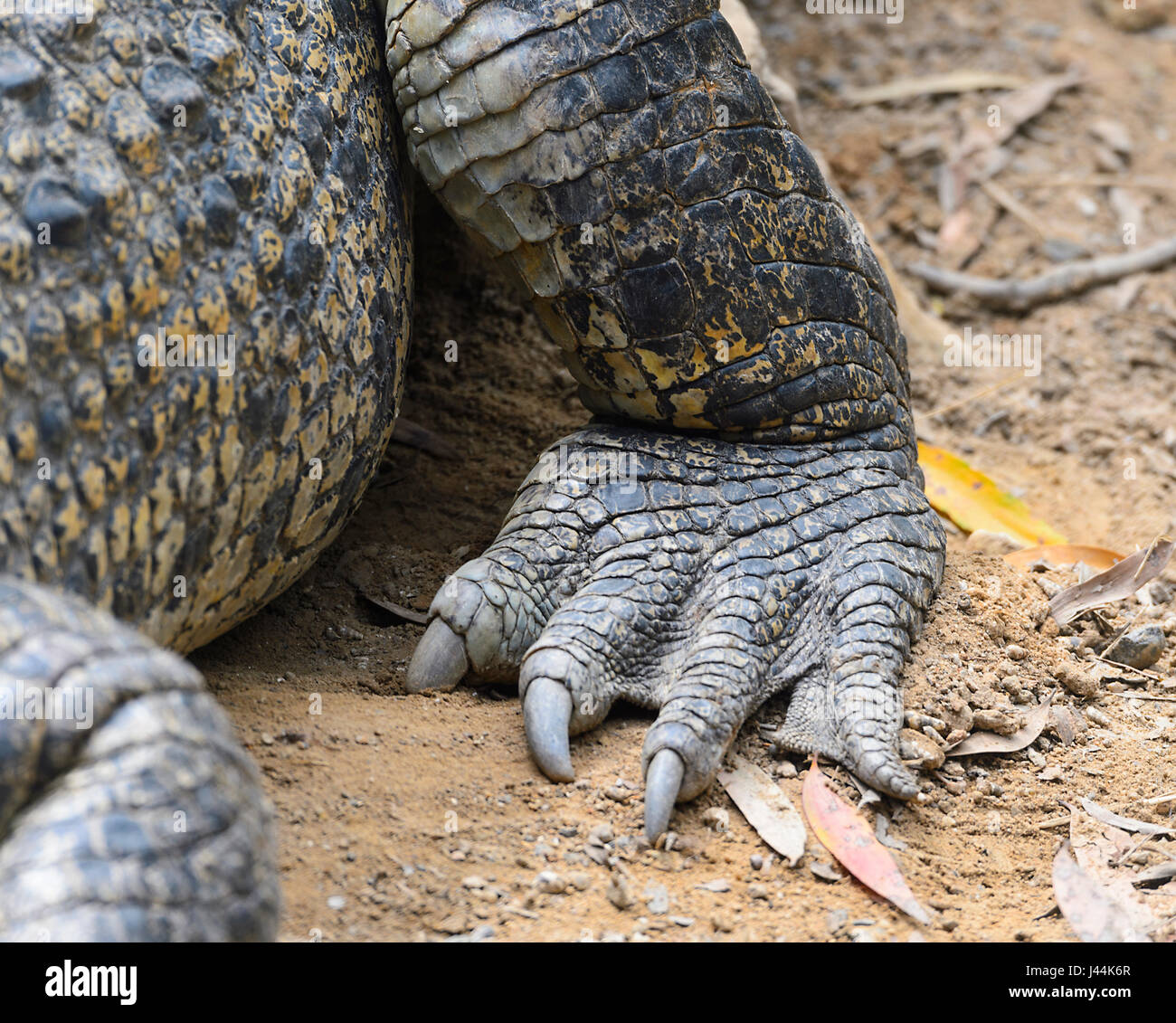 Reptile foot detail High Resolution Stock Photography and Images - Alamy