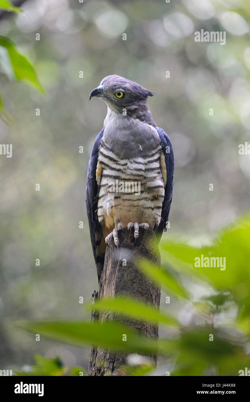 Australian bird hi-res stock photography and images - Alamy