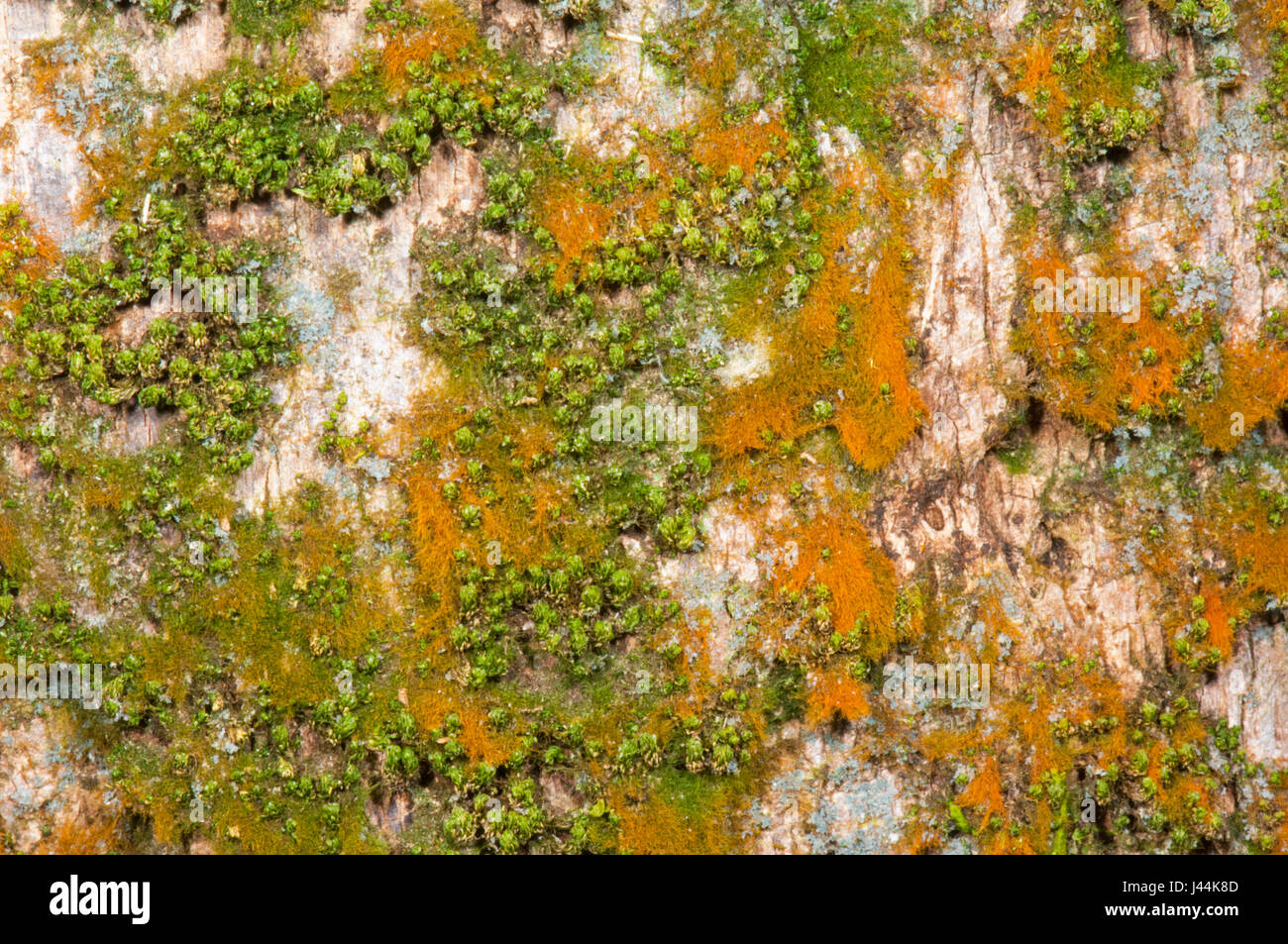 Orange Lichen on a tree trunk in tropical rainforest, Bellenden Ker ...