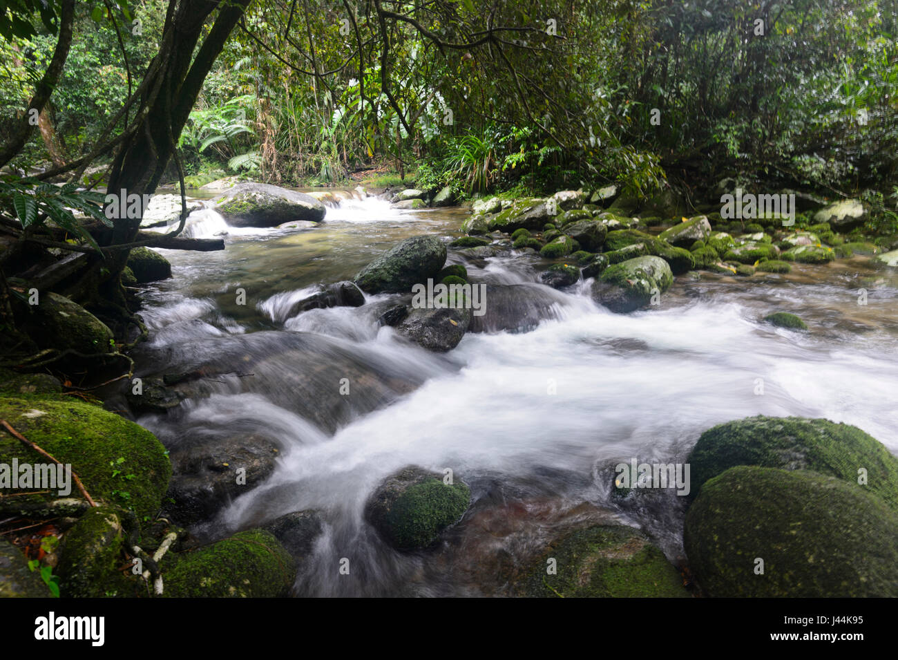 Fast flowing freshwater creek in tropical Rainforest, Bellenden Ker ...