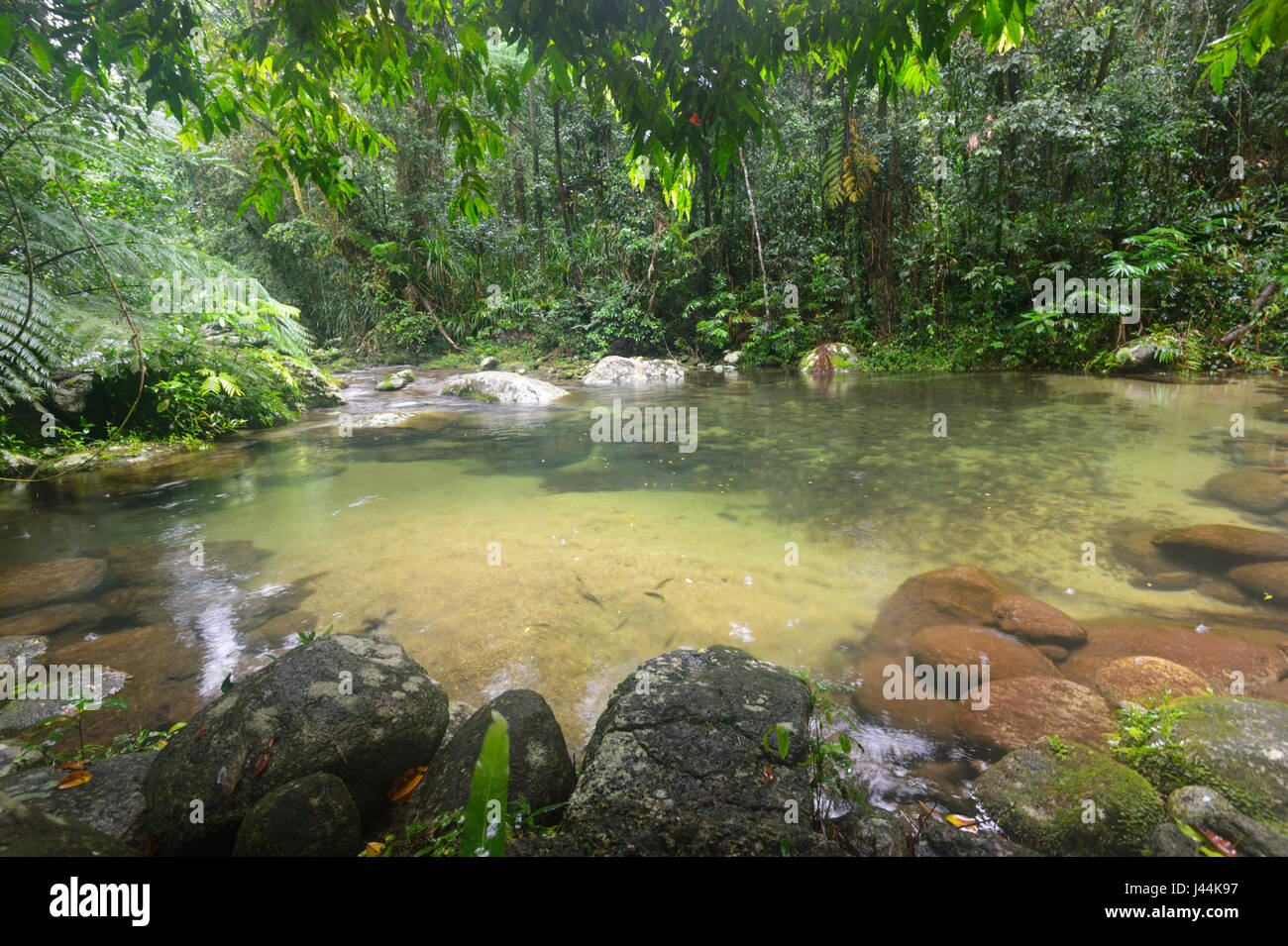 Swimming hole in a freshwater creek in tropical Rainforest, Bellenden ...