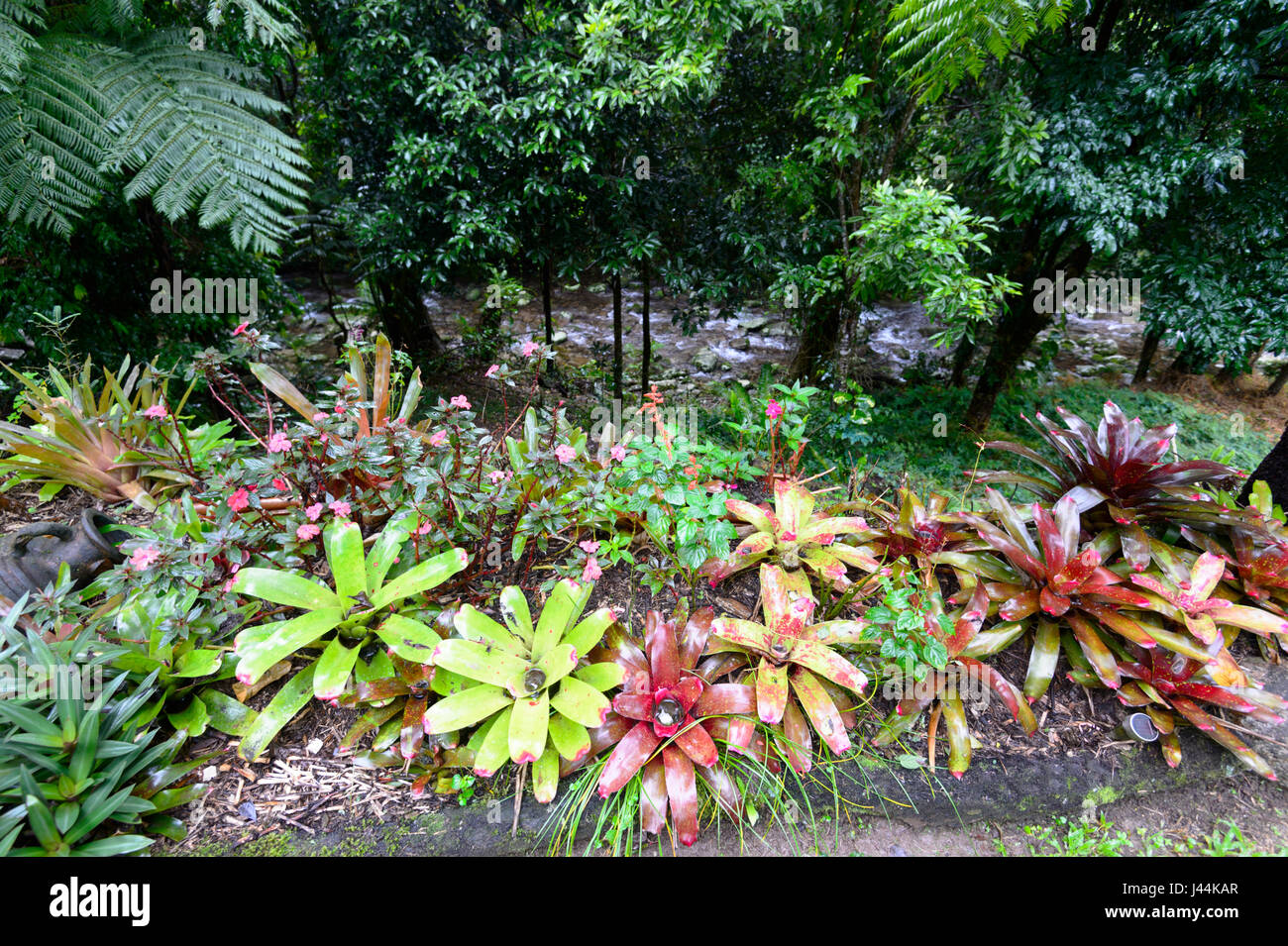 Display of colourful bromeliads in a tropical garden in the Rainforest ...