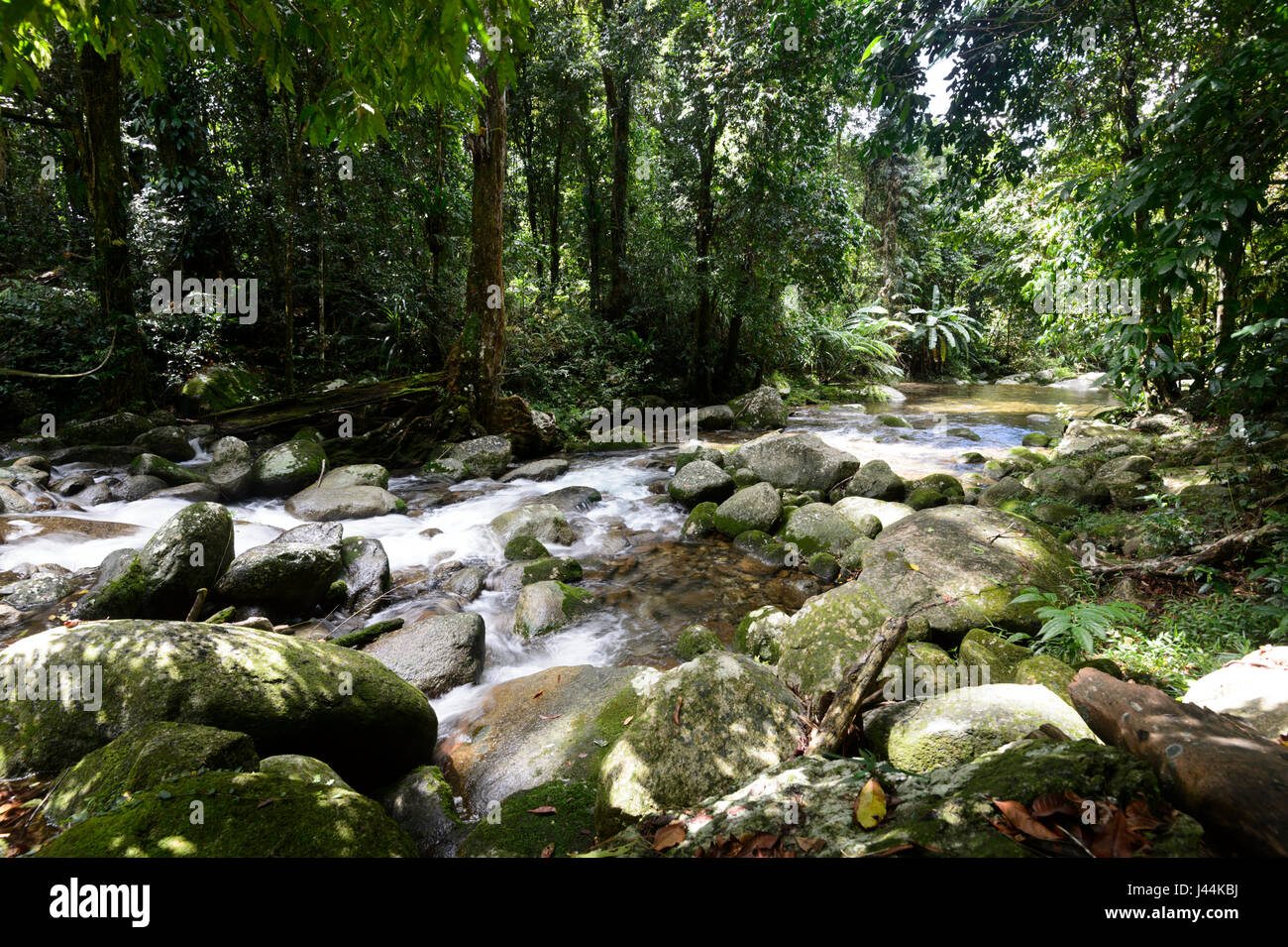 Freshwater creek flowing through tropical Rainforest, Bellenden Ker ...